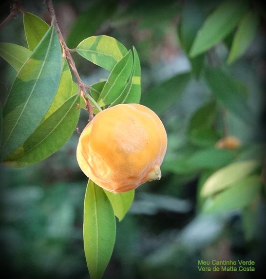 Meu Cantinho Verde: 2017