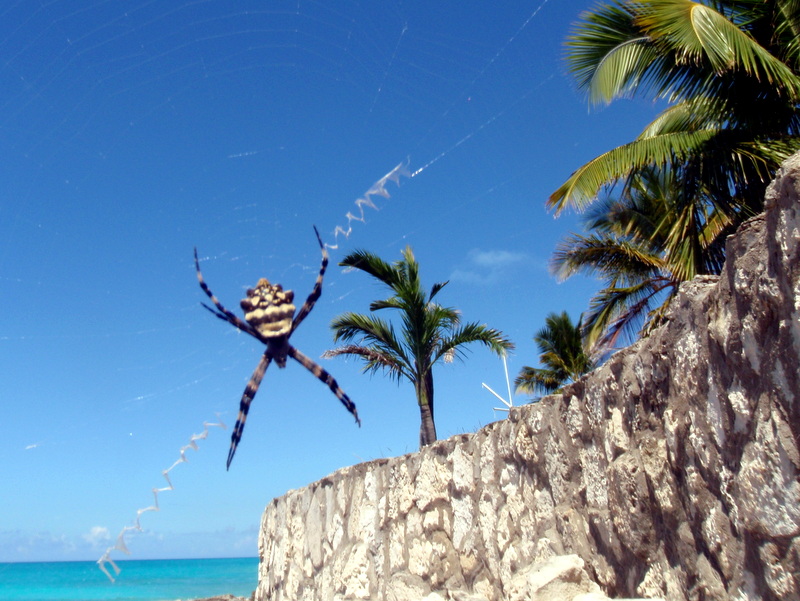 Alaska Classic: Backcountry Bahamas
