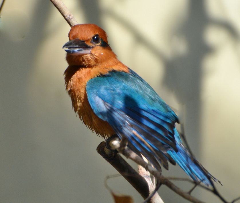 The City Birder: Treehugger Tuesday