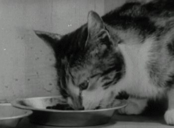 Peanut Butter and Awesome: Short Reviews of RiffTrax Shorts: Kitty ...