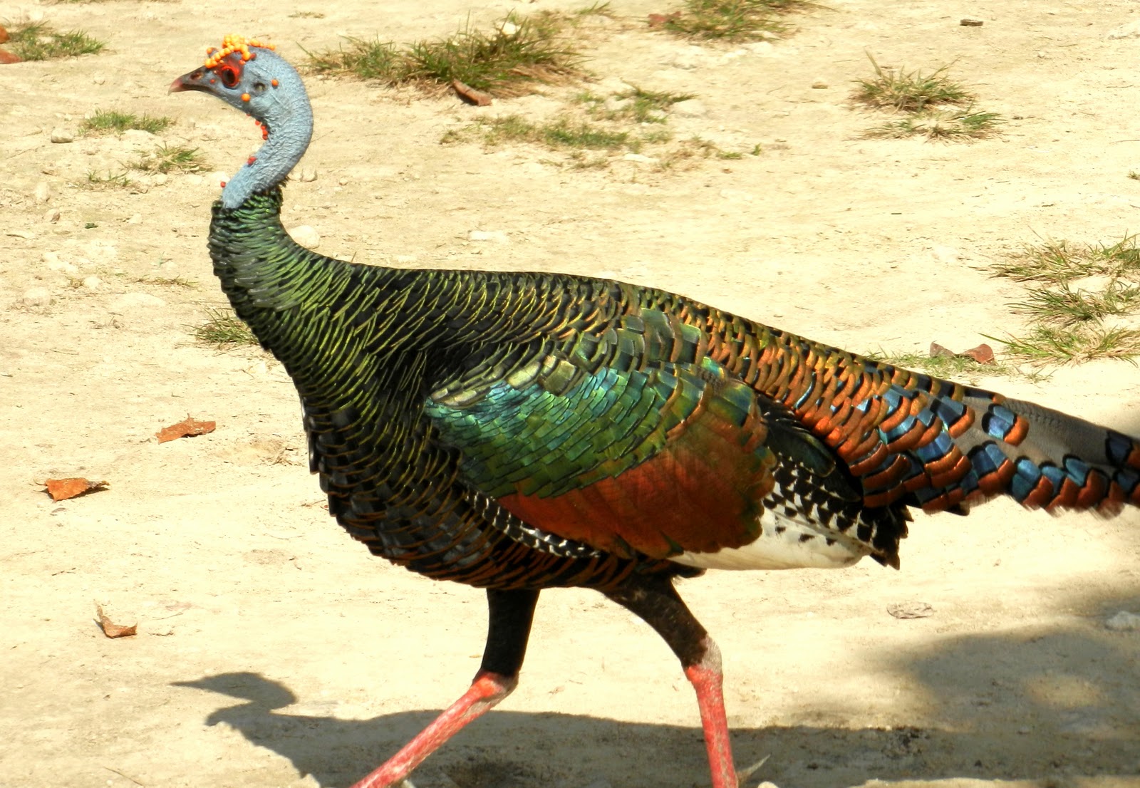 Pavo Ocelado en Tikal (Meleagris ocellata) | Petén en Fotos