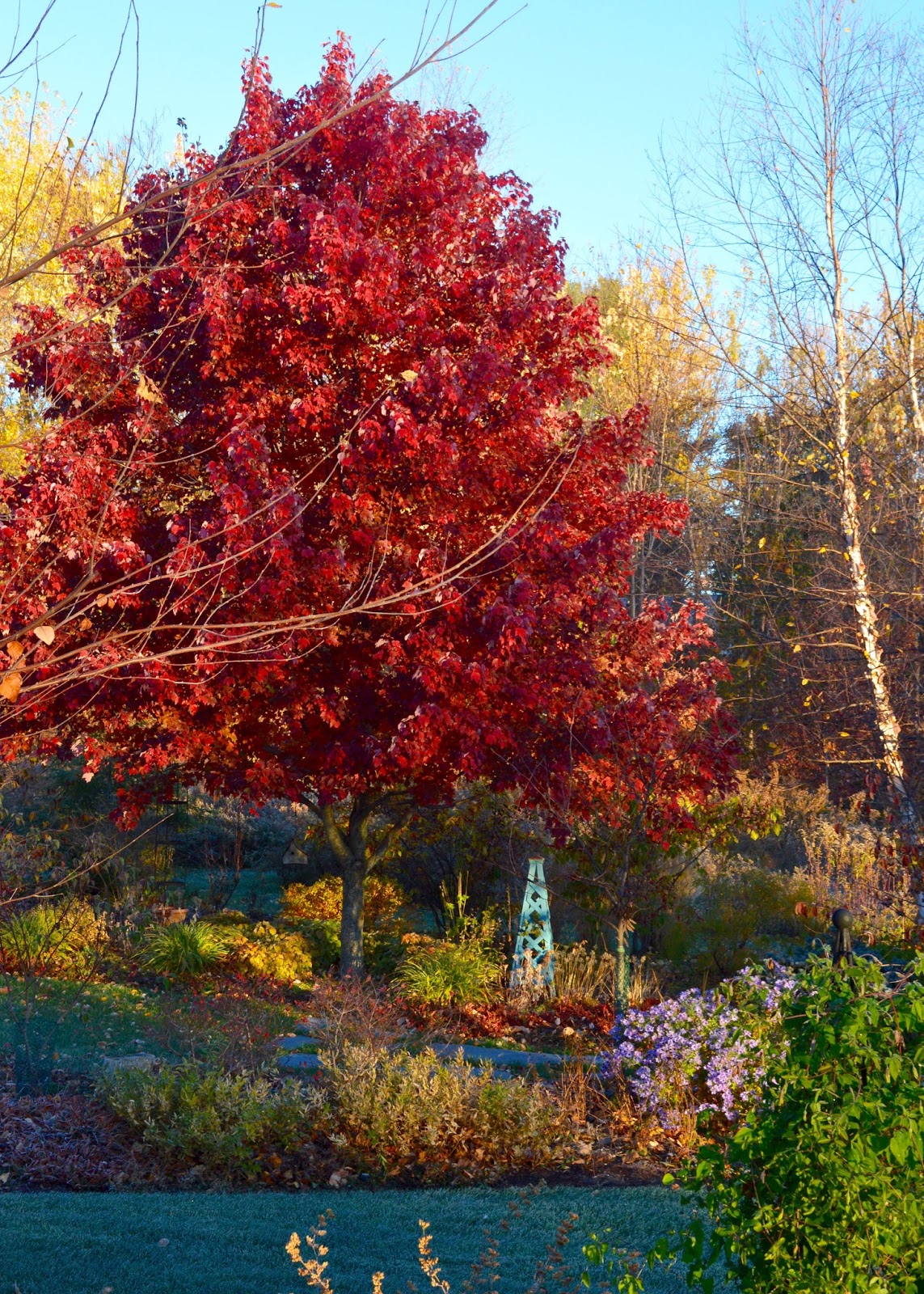 Plant Inventory at 20 Timothy : Acer rubrum / Red Maple