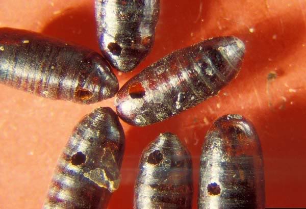 Temperate Climate Permaculture: Beneficial Insects: Fly Parasites