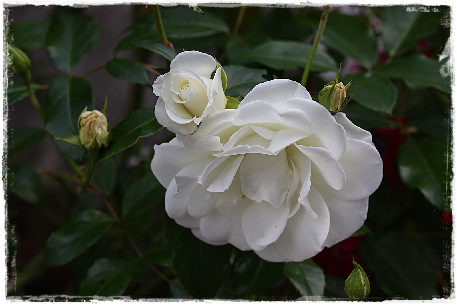Parkvegens Hageglede: Hvite roser i september