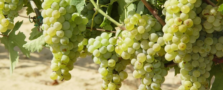 Di Vitigno in Vini: aprile 2018