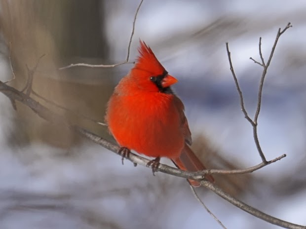Photo Share: Northern Cardinal male and female up close and personal