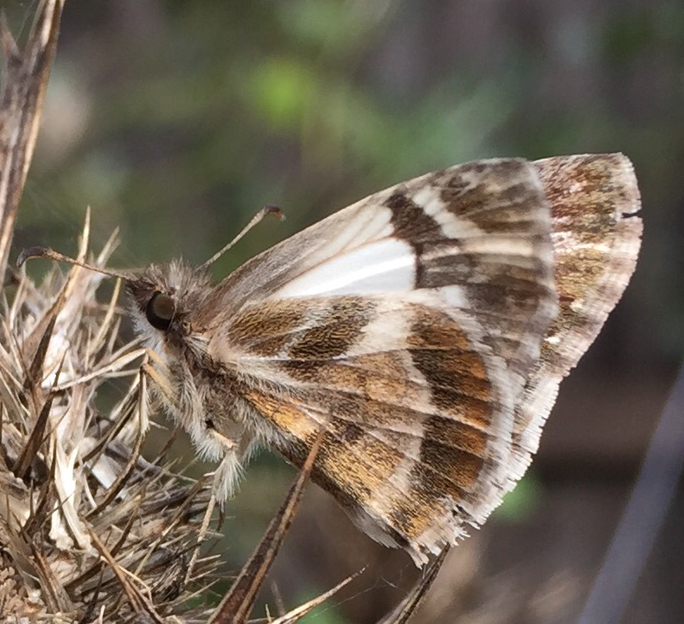 Dances With Ants - The Adventures of a Suburban Naturalist