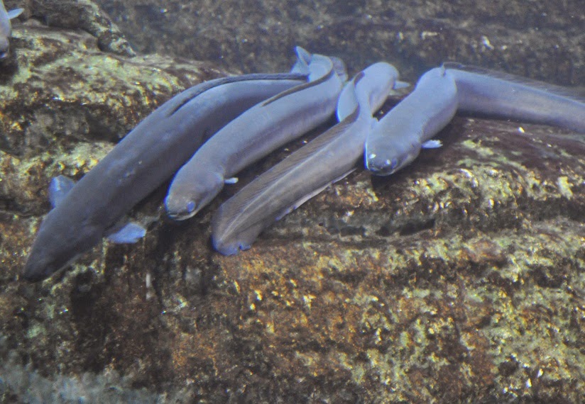 ZOOTOGRAFIANDO (5.836 ANIMALS): ANGUILA COMÚN / EUROPEAN EEL (Anguilla ...