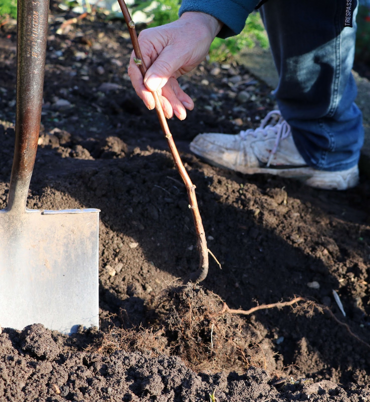 Scottish Artist and his Garden: HEAVENLY RASPBERRIES