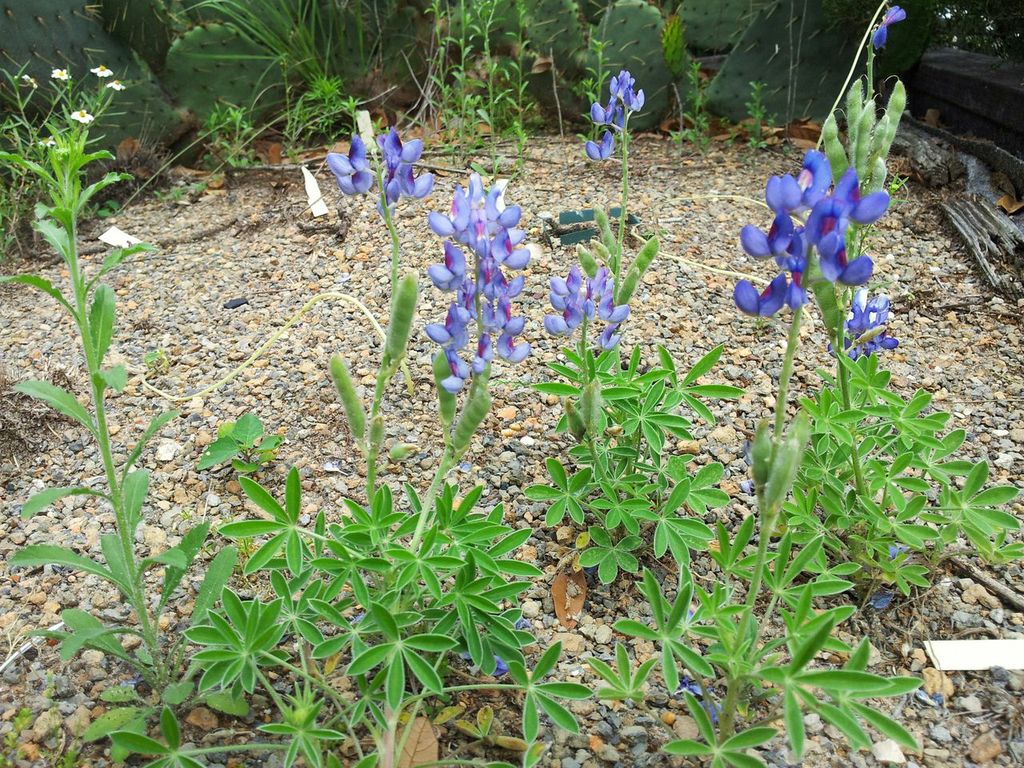 The Horticulture Society at UH: Growing Information