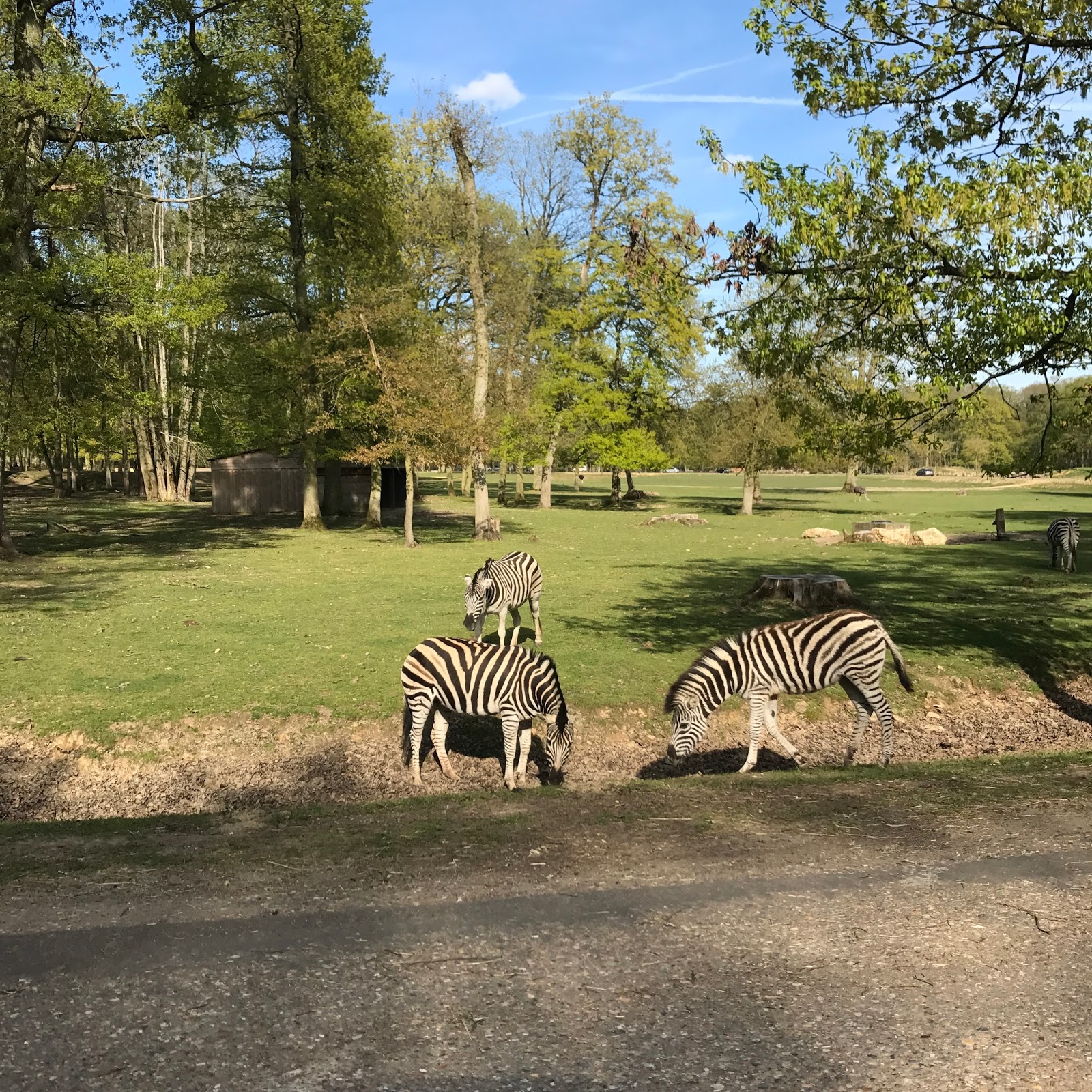 DinoZOOre au Safari Zoo de Thoiry - Julesetmoa