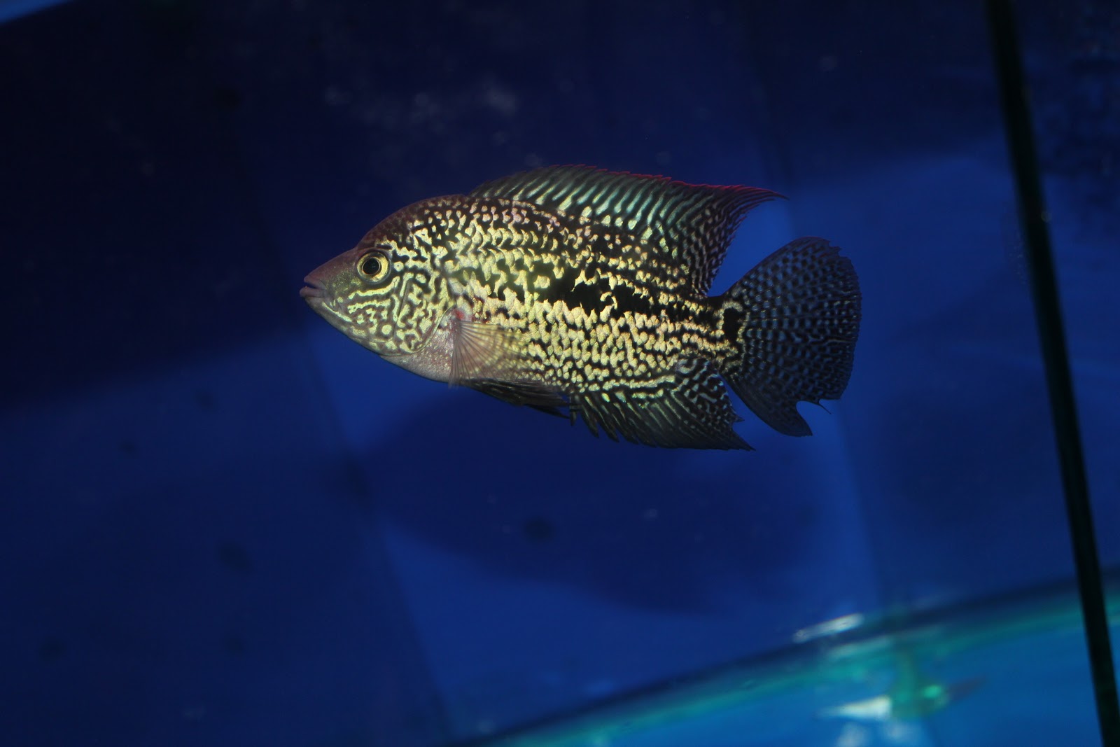 Flowerhorn The Hybrid Cichlids: Super King Kamfa Female