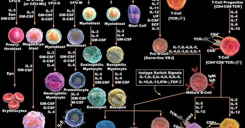 Stem cell flow chart - sandthai