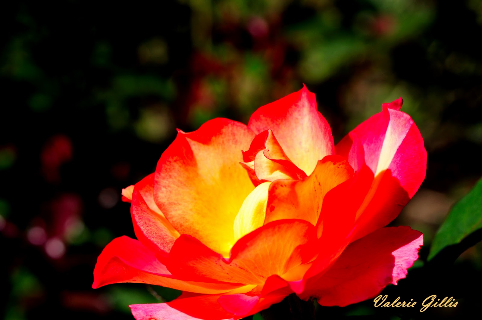 The Nikon Family: Last of the Summer Roses