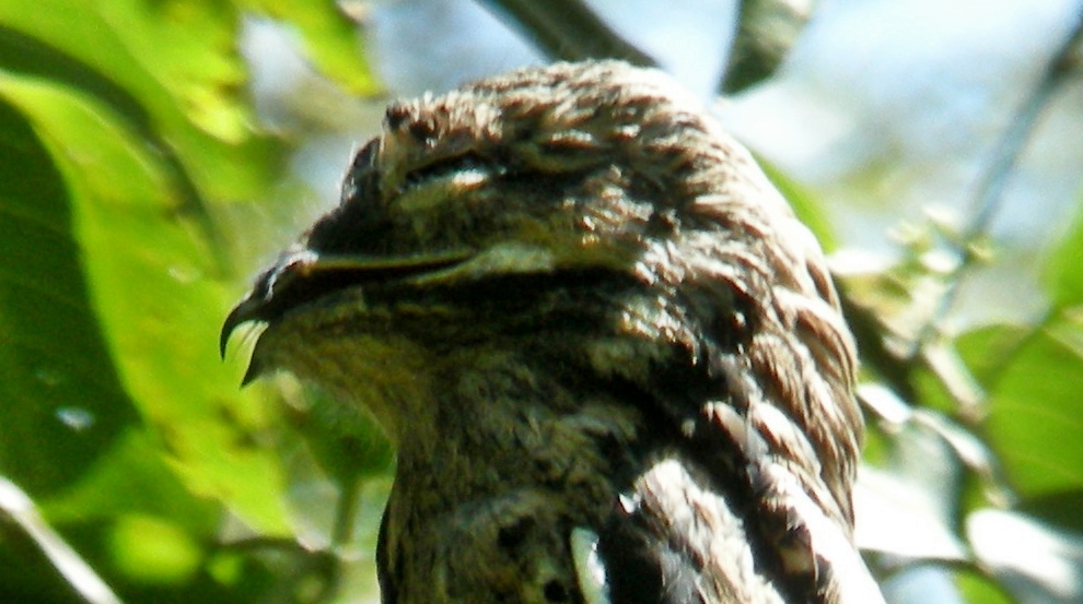 Wingspan News: FEB 23RD 2013 - COSTA RICA PHOTOS pt 1