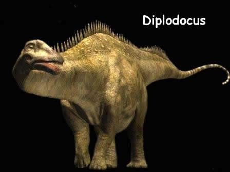 Dinosaur info: Diplodocus