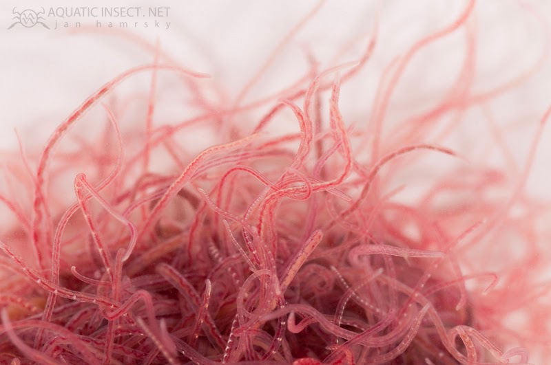 CULTURAS VIVAS ==> TUBIFEX OU VERME DO LODO - BRASIL AQUARISMO