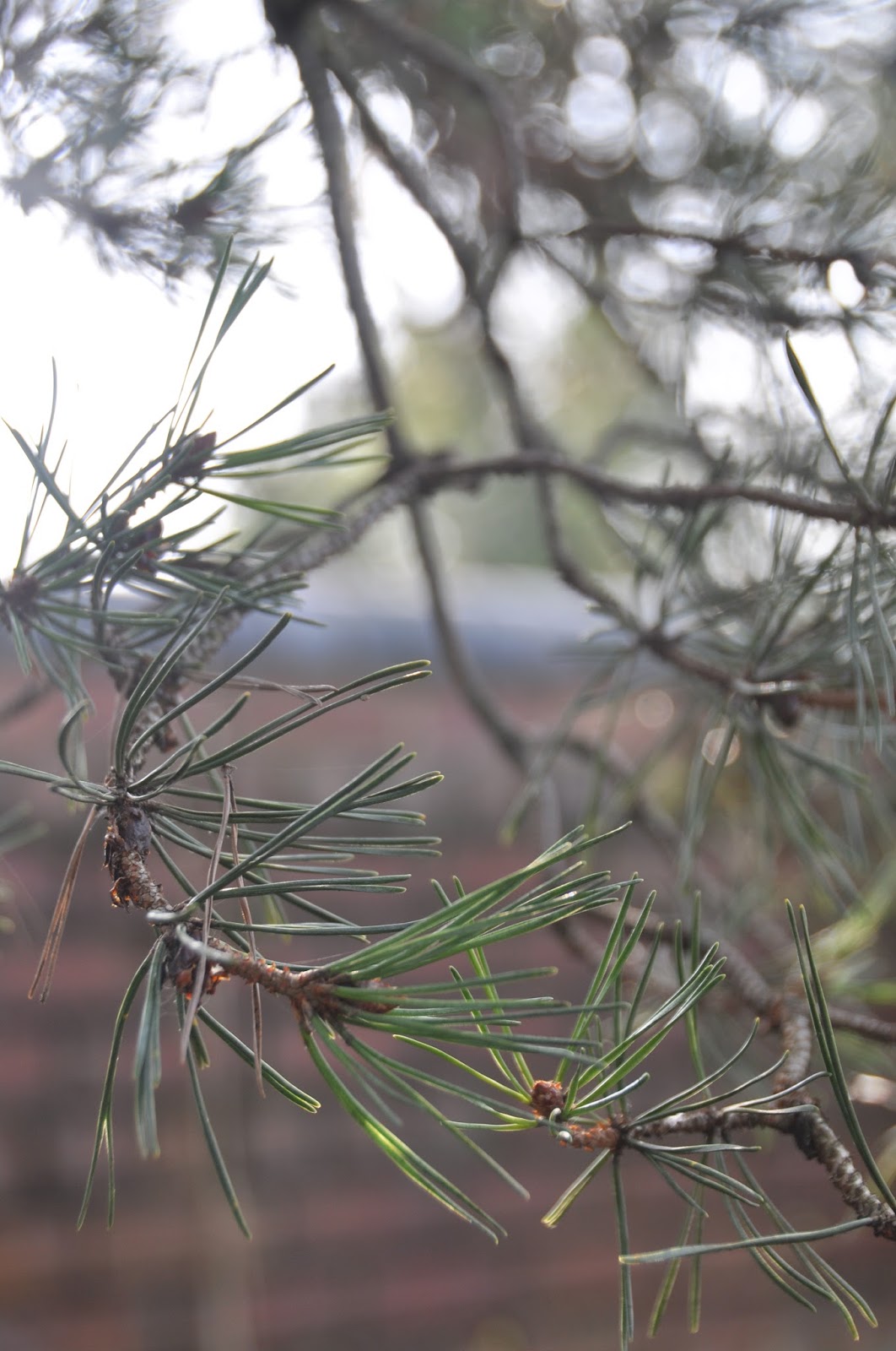 Plants Blog: Pinus sylvestris; ‘Scots Pine’