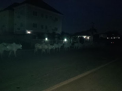 More cow palava in Abuja (photos)