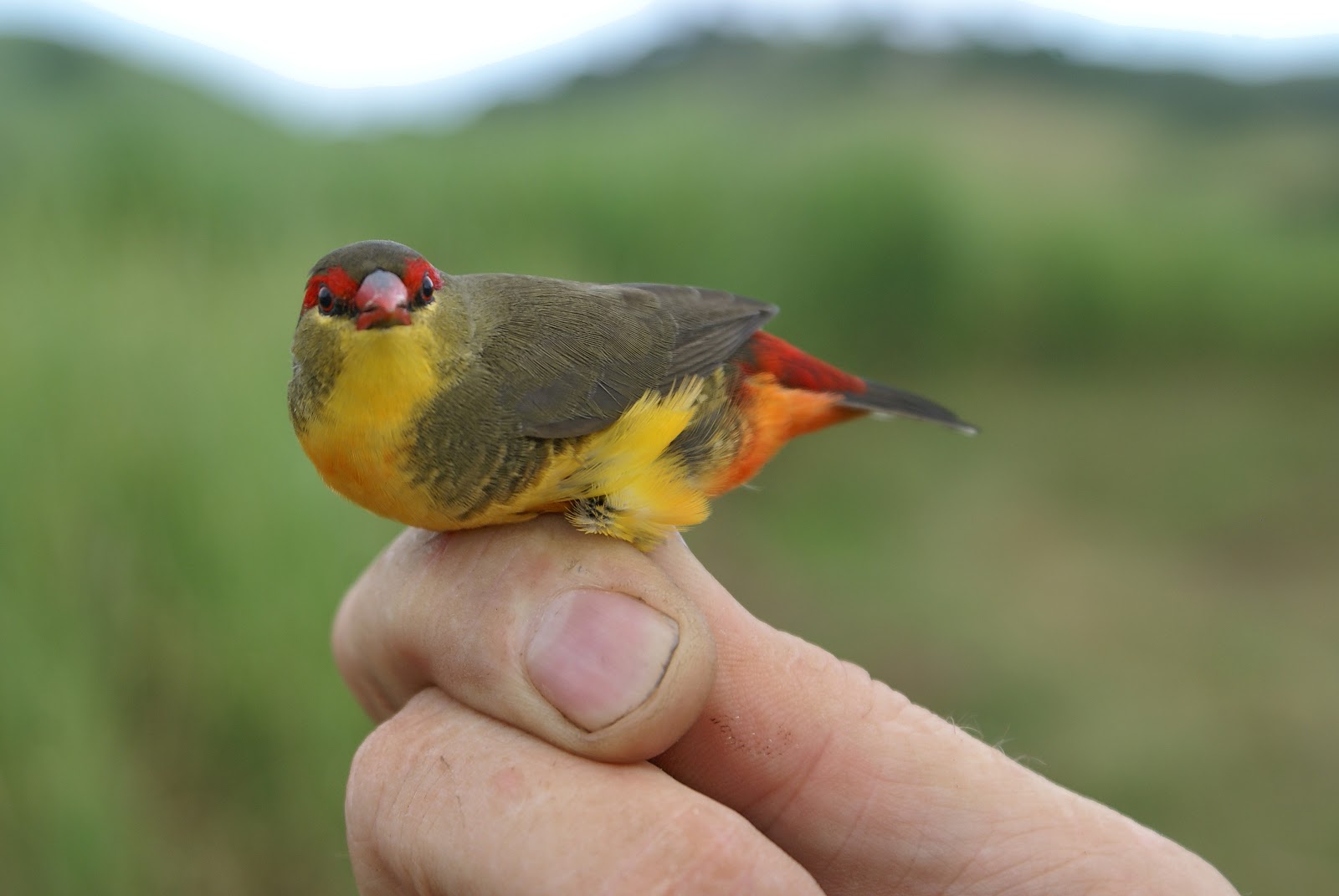 Finch Parrot Zebra finch-parrot-zebra