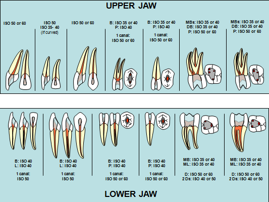 Dentistry and Medicine: The ProTaper Technique-Shaping the Future of ...
