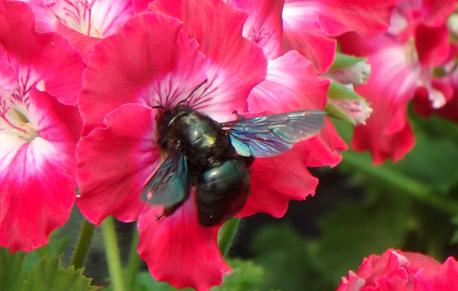 Los Habitantes del Jardín (Insectos de mi Jardín)