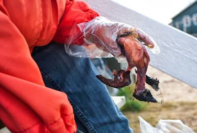 Real Cool Pics: Kiviaq, the Fermented Food of Greenland