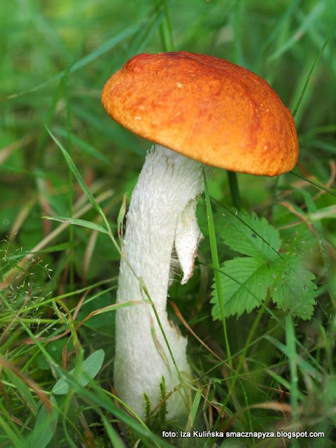 Grzyby gatunkami. Koźlarz czerwony | Smaczna Pyza