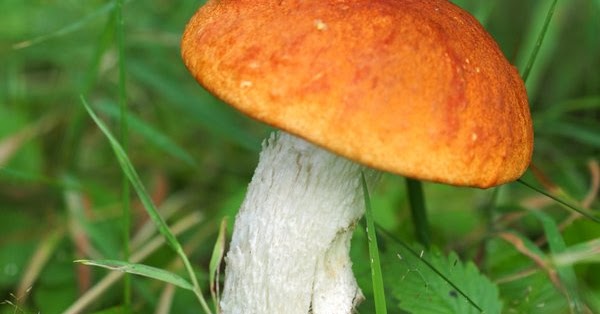 Grzyby gatunkami. Koźlarz czerwony | Smaczna Pyza