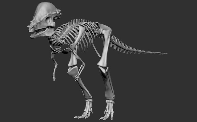 Raul Ramos Paleo Illustration: Pachycephalosaurus Skeleton