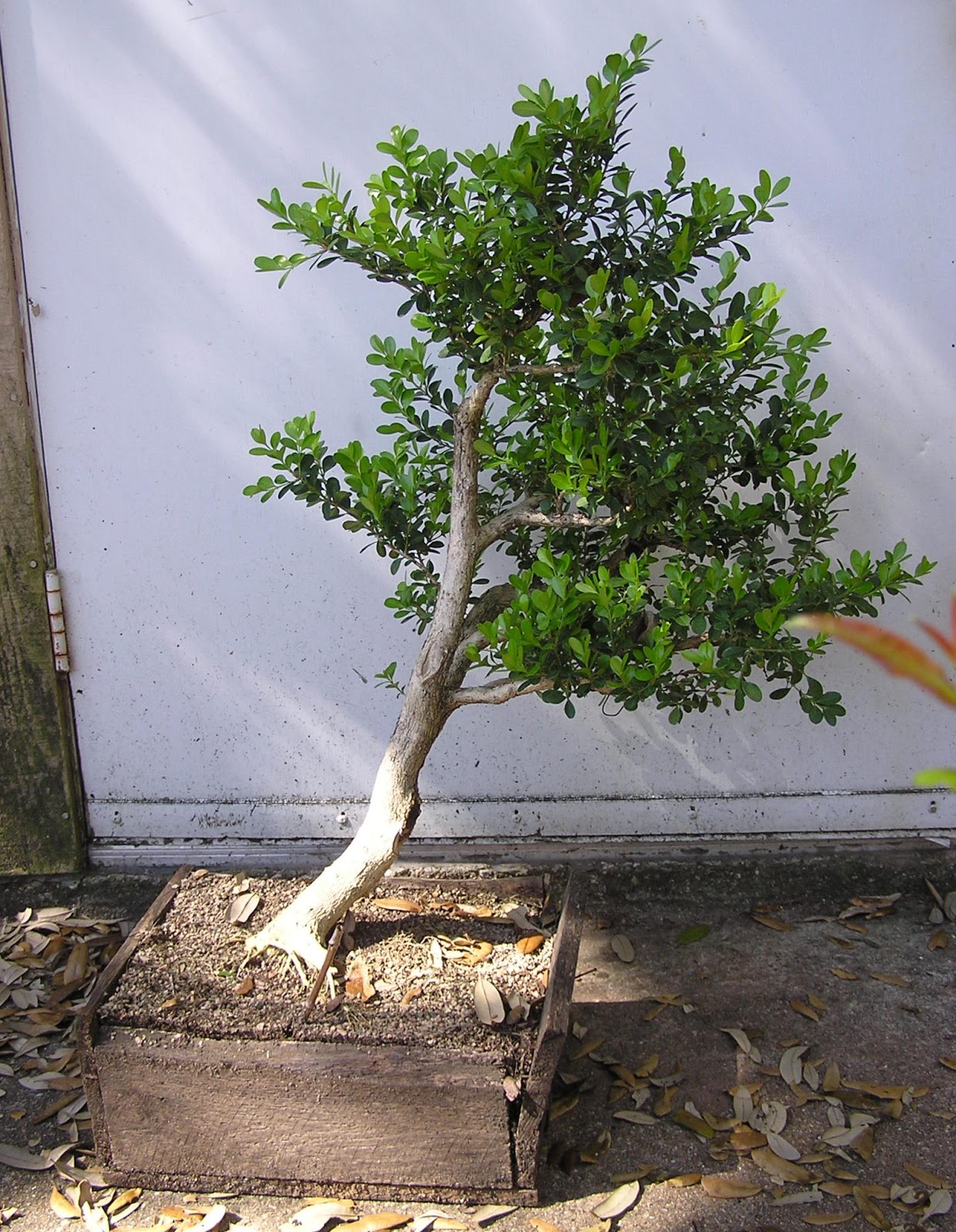 Heart of Texas Bonsai: Japanese Boxwood #3 - the Cemetary Boxwood