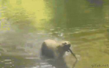 Funny animal gifs - part 269 (10 gifs) | Amazing Creatures