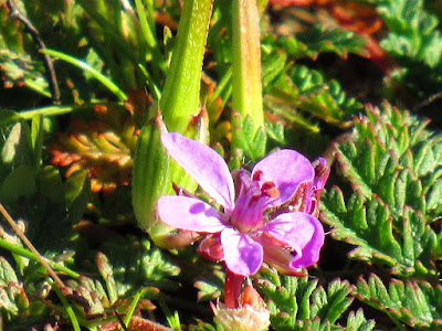 Sebastopol Memorial Lawn Cemetery... - HAERR TRIPPIN'
