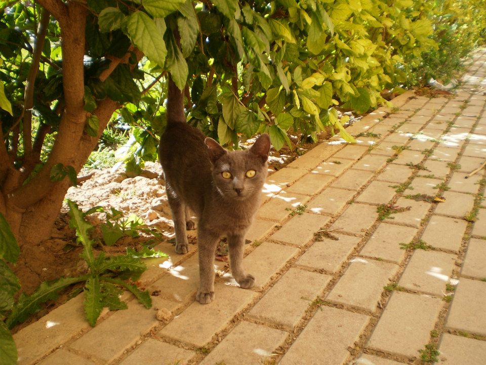 Gatos de la Universidad de Alicante: Héctor, el gato humo
