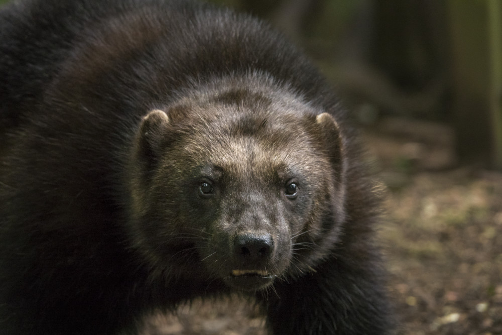 Prix de la photo: mai 2017