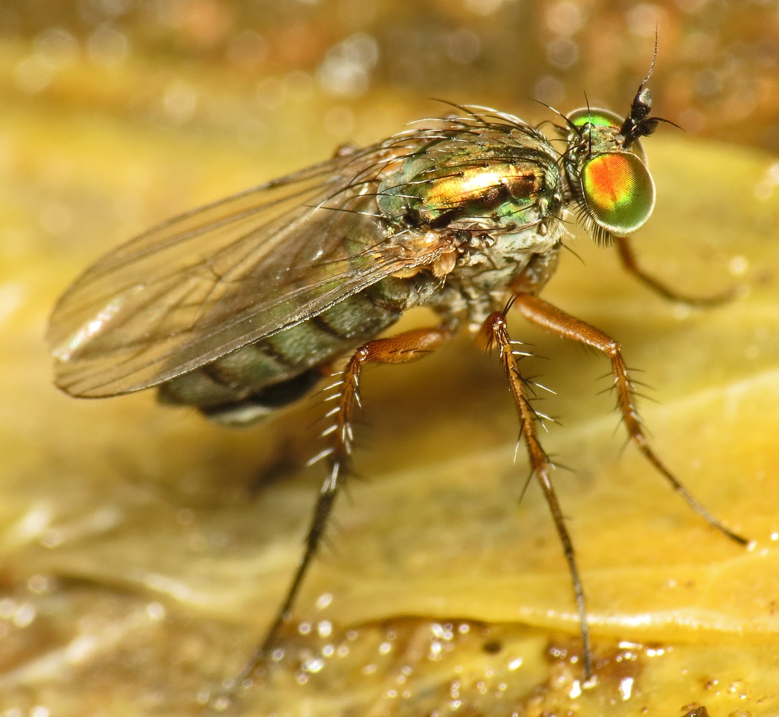 Variety of Life: Dolichopodinae