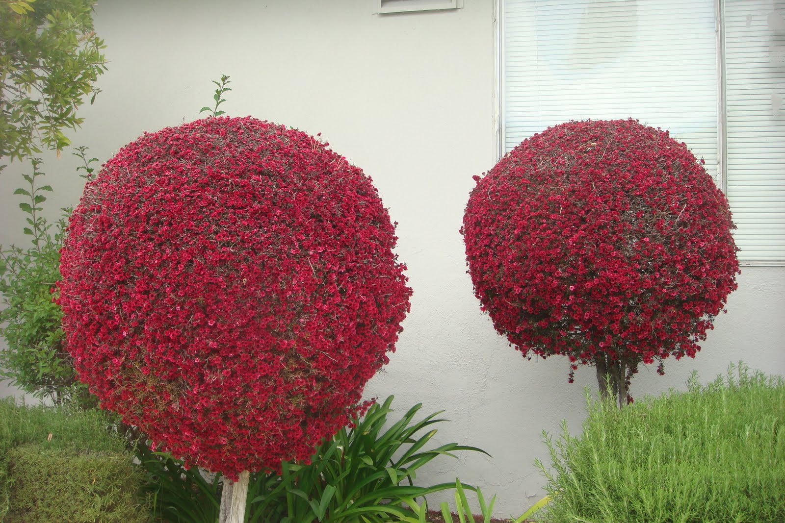 small town me: The Daily Drive: Truffula Trees