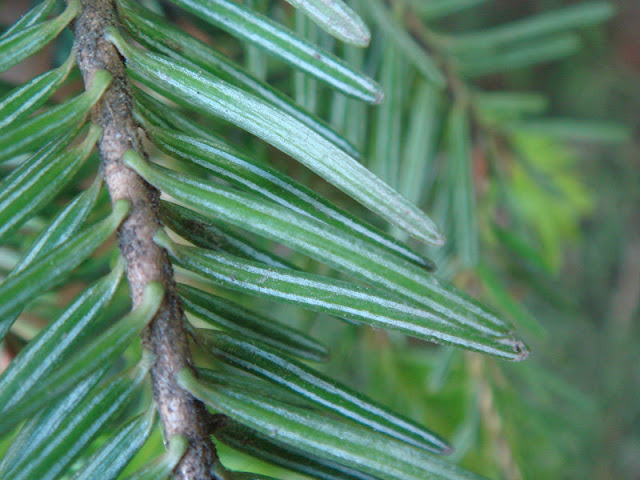 Fotografiando plantas: Abeto común