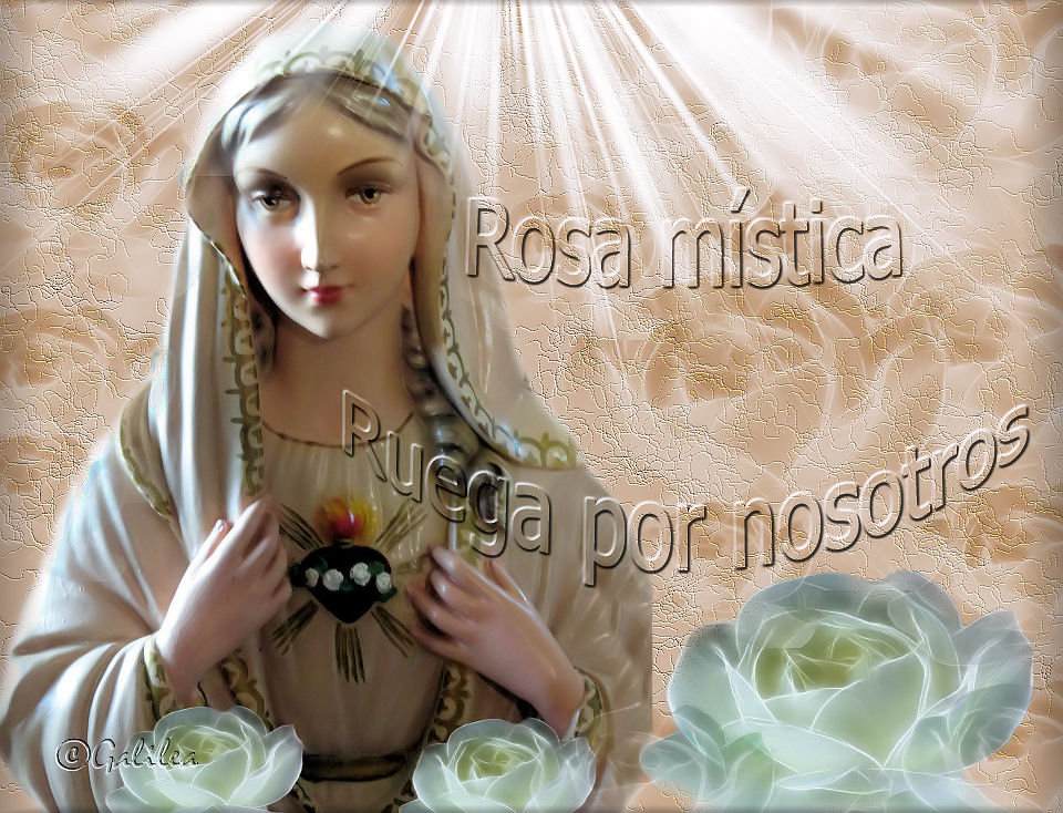 Santa María, Madre de Dios y Madre nuestra: Rosa mística