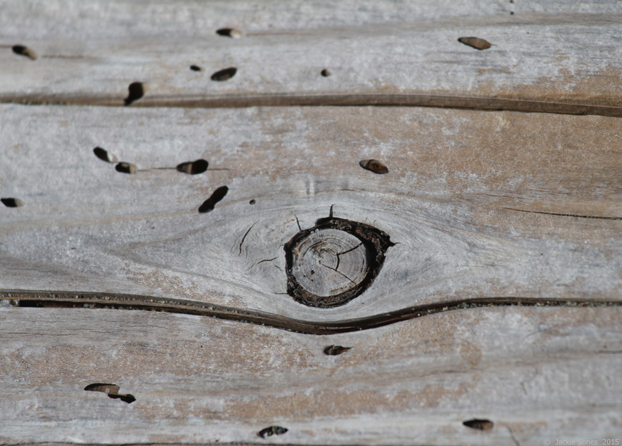 The Natural History of Bodega Head: Beamed across