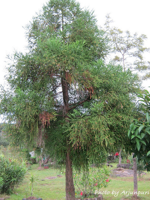 Arjunpuri in Qatar: Thanghkarang Park in Meghalaya- Day 5