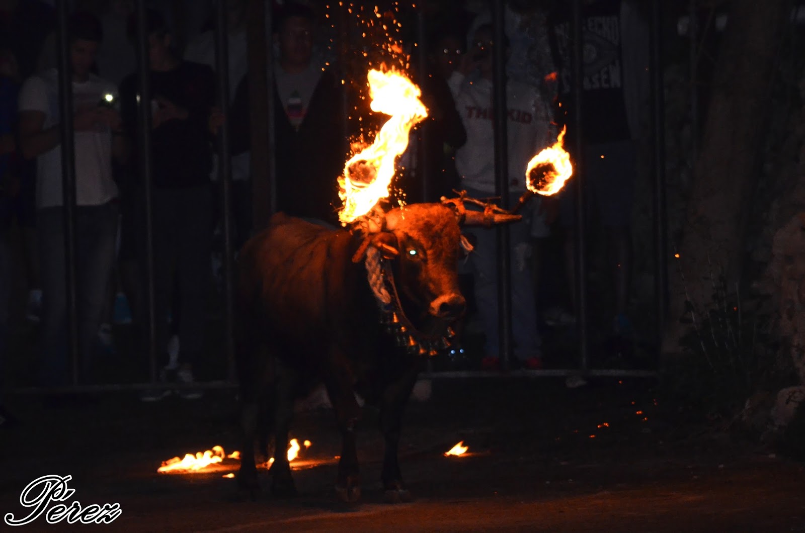 Toros en Andorra Fotos: Toro embolado en Pitarque. Ganadería Colomer Hnos.