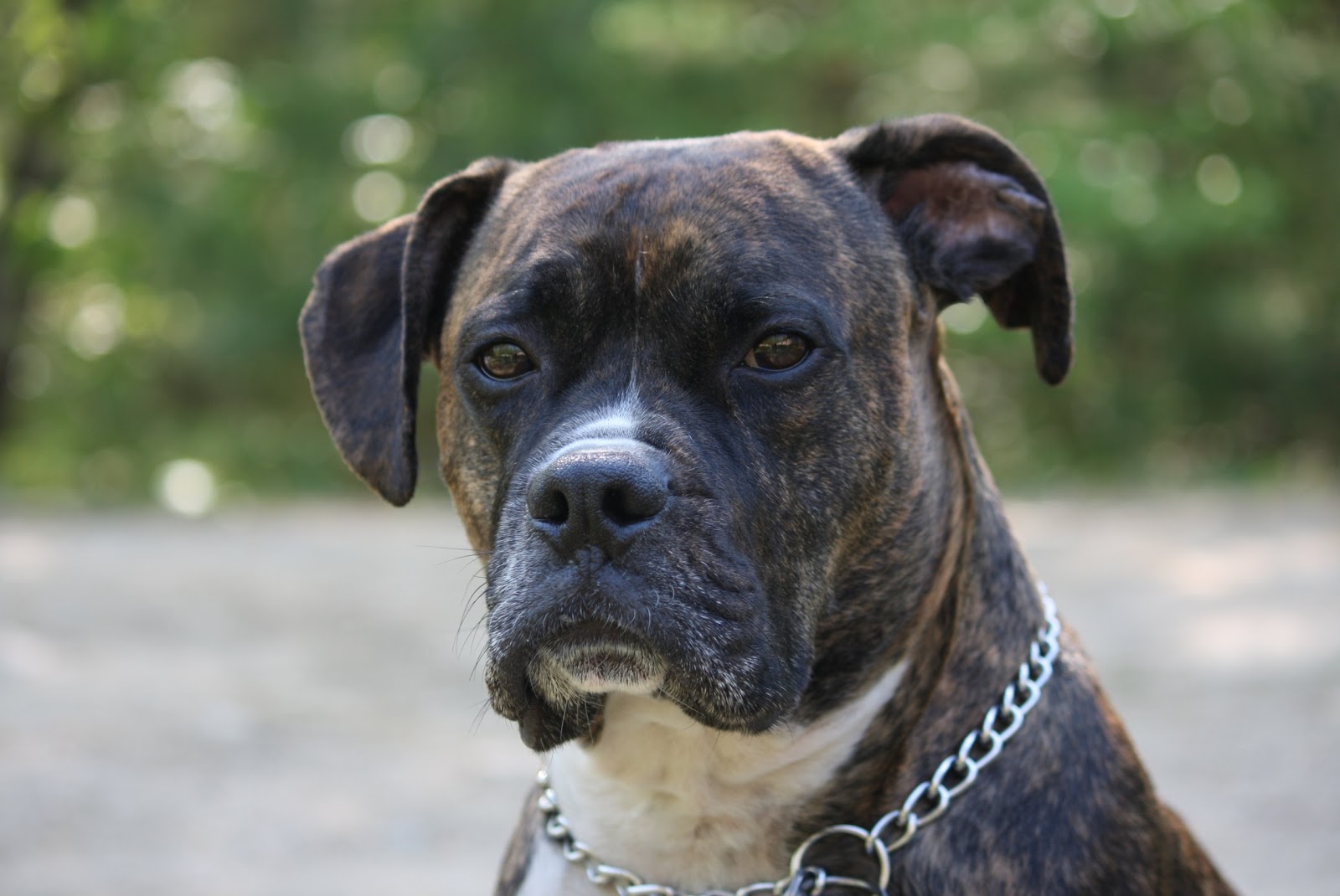 Pit bull dog wallpapers