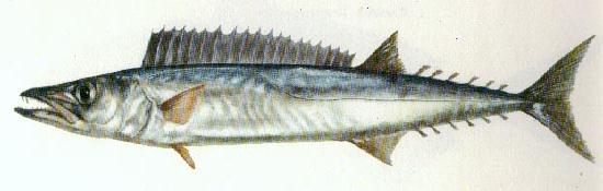 Artes de Pesca: VAMOS A PESCAR AL PEZ SIERRA