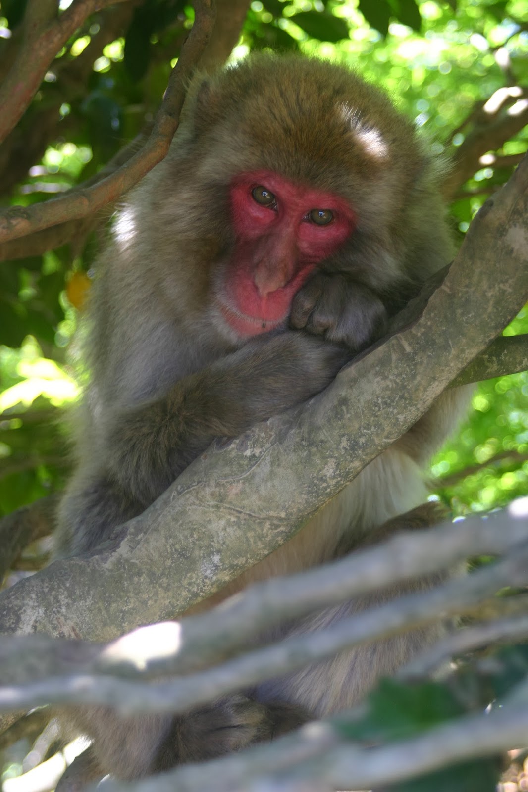 Cannundrums: Japanese Macaque