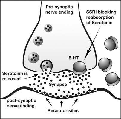 Biomedical sciences and pharmacology: Selective Serotonin Reuptake ...