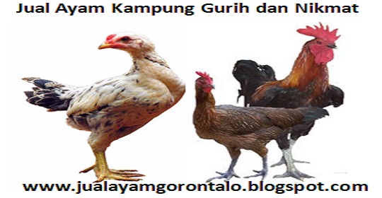 Jual Ayam Gorontalo