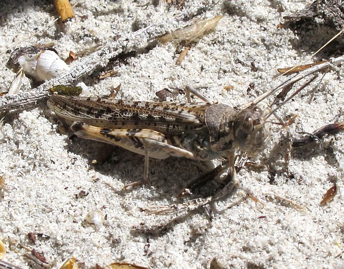 Esperance Fauna: Sand Grasshopper - Urnisa guttulosa