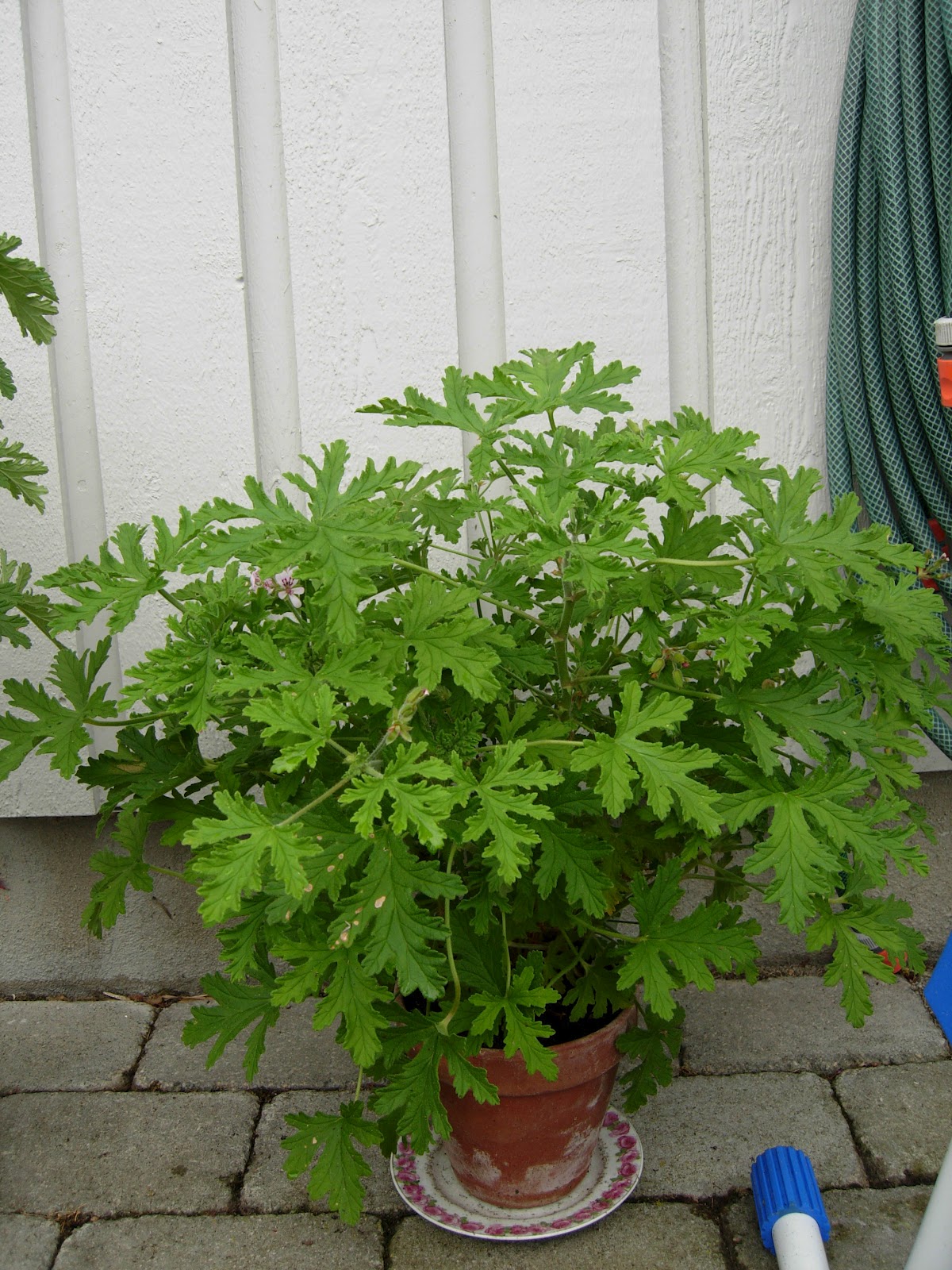 Pelargonernas Rike: P. ´Graveolens´, eller Dr. Westerlund.