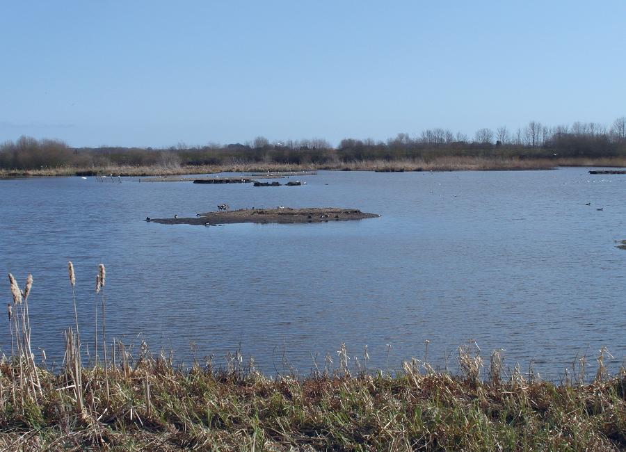 Dannysbirds: Tophill Low Nature Reserve